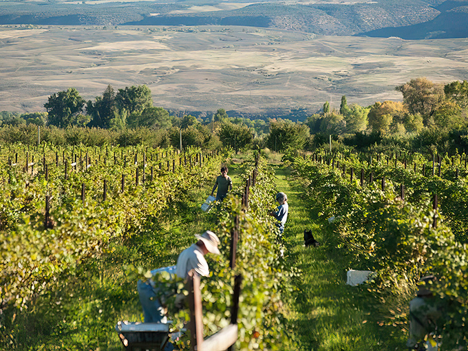 Harvest time brings careful hands to tend the vines, where altitude and sunshine create grapes with character as complex as a good novel.