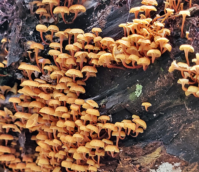 Nature's tiny mushroom metropolis thrives on fallen logs &ndash; a miniature civilization that looks like something from a fairy tale or a very ambitious cooking show.