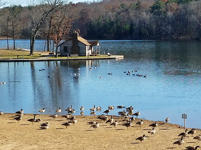 A gaggle of geese has claimed squatter's rights on this sandy shore, holding their lakefront property meeting while a cabin watches from across the water.