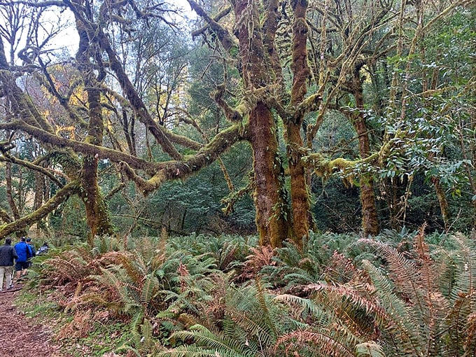 Nature's carpet of ferns creates a Jurassic Park vibe minus the velociraptors. Though I'd still keep an eye out, just in case.