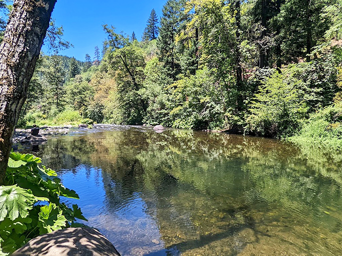The Sacramento River's crystal-clear waters offer nature's perfect mirror, reflecting both towering pines and your suddenly stress-free expression.