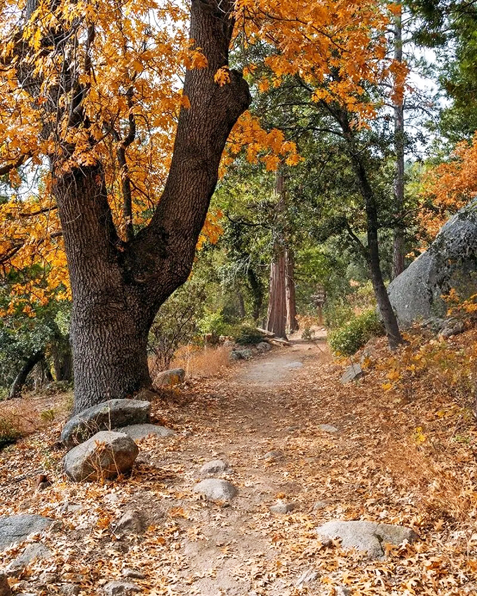 Autumn's golden paintbrush transforms this hiking trail into a scene that would make Thoreau write an extra chapter for Walden.