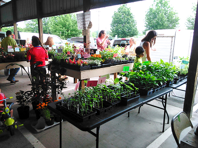 Spring brings green thumbs and plant enthusiasts to the market's garden section, where tomorrow's garden stars await adoption.