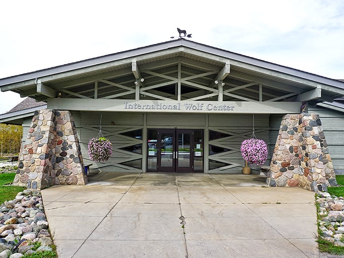 Wolf silhouettes crown the International Wolf Center, where howling good education replaces fairy tale fears about these wilderness icons.