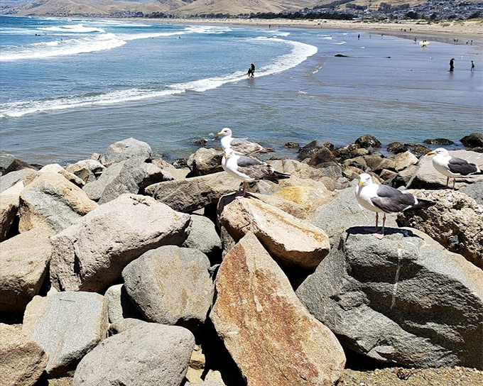 Seagulls hold court on rocky perches, surveying their beachfront kingdom while surfers catch waves in the distance.