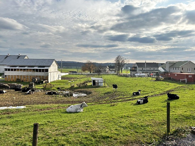 Pastoral perfection unfolds beyond the tracks&mdash;Amish farmland where Holstein cows seem to pose for a calendar shoot against rolling green hills.