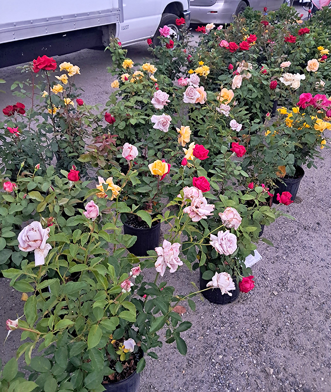 A portable garden center blooming with possibility. These roses aren't just plants&mdash;they're future anniversaries, apologies, and front yard transformations waiting to happen.