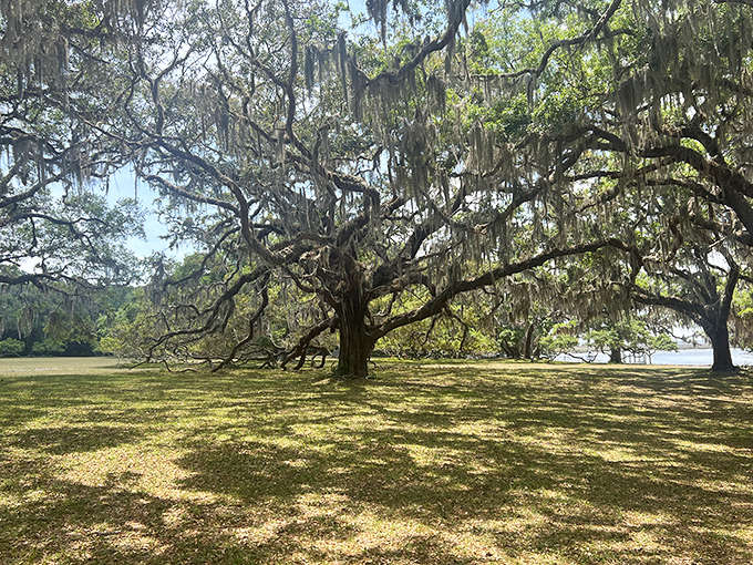 Magnificent live oaks draped in Spanish moss create nature's cathedral, their sprawling branches offering shade just as they did a century ago.