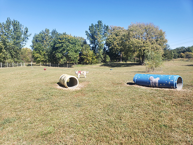 The Seward Community Dog Park &ndash; where local pups network, play politics, and occasionally sniff each other's business cards.