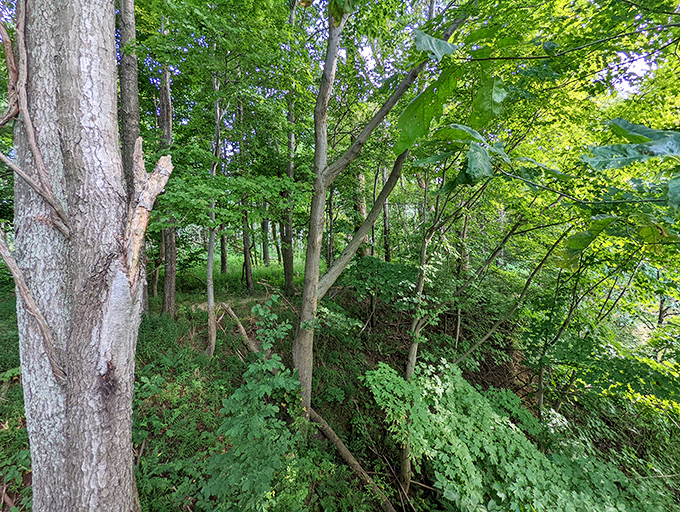 Looking up through the forest canopy provides instant perspective. These towering sentinels have witnessed centuries of Pennsylvania history.