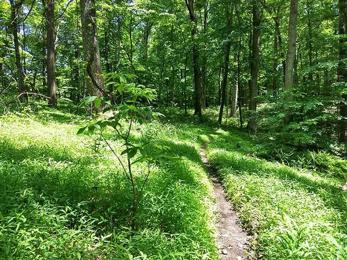 Not all who wander these sunlit trails are lost&mdash;some are simply finding themselves. Nature's therapy session, no appointment necessary.