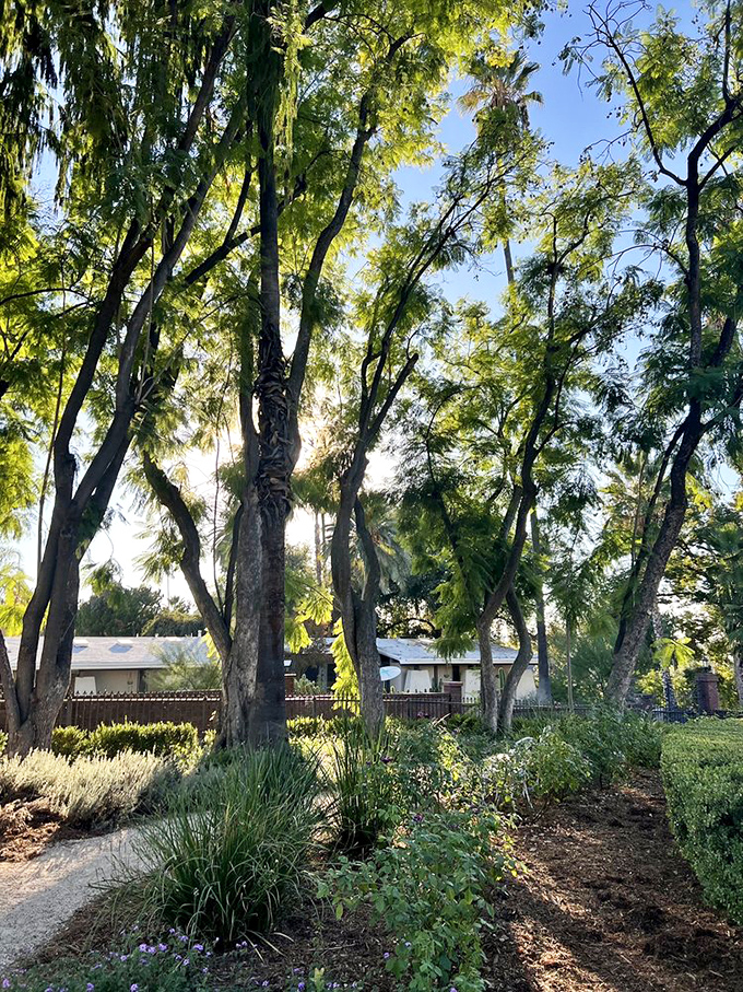 Dappled sunlight filters through these graceful trees, creating nature's own stained glass effect on the garden pathways below.