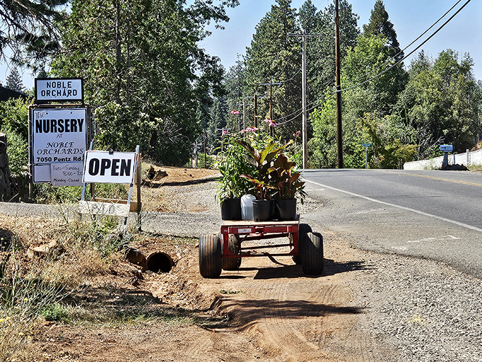 Noble Orchard welcomes visitors with rustic charm. That little red wagon practically screams "fresh-picked apples ahead!"