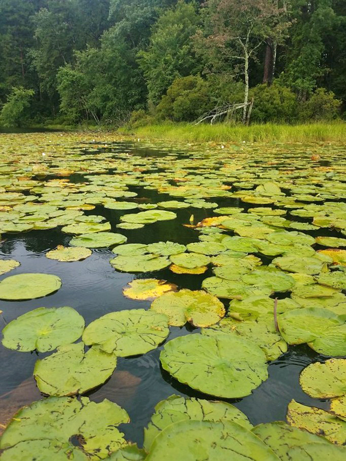 Water lilies create nature's mosaic across the lake surface. Monet would've set up his easel here and forgotten to leave.
