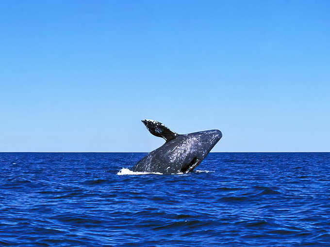 I'm ready for my close-up! A gray whale breaches, reminding us who the real celebrities of the Pacific coast are.