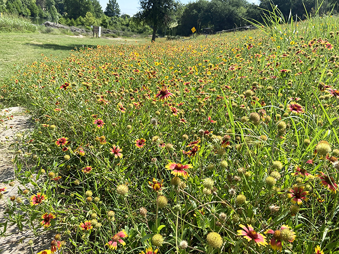 Nature's fireworks display&mdash;Texas wildflowers putting on a show that makes even the most dedicated indoor person consider hiking boots.