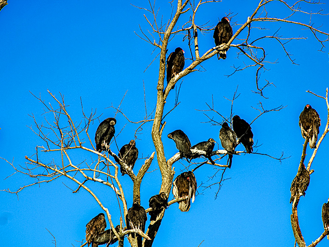 Nature's committee meeting in session! These birds aren't just hanging out&mdash;they're plotting their next migration with better organization than your last family reunion.