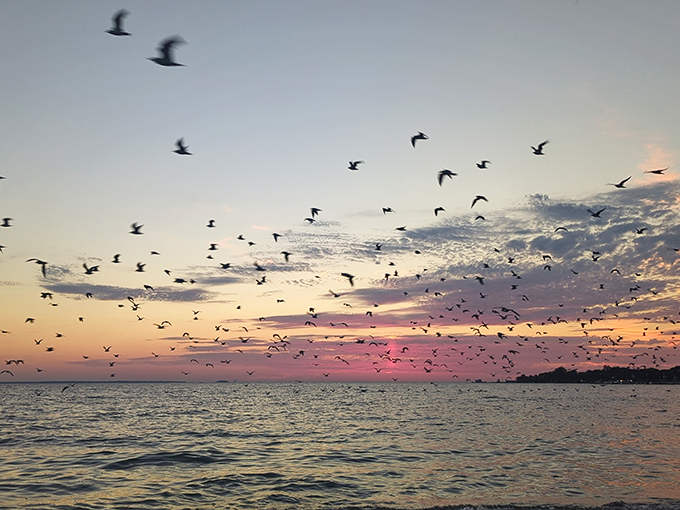 Sunset air traffic at its finest. No flight delays here &ndash; just nature's aerial ballet performed by local birds against a canvas of pink and gold.