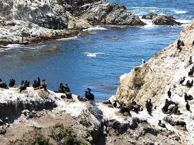 These cormorants have claimed prime coastal real estate with million-dollar views. Bird condominiums with the ultimate ocean-front location.