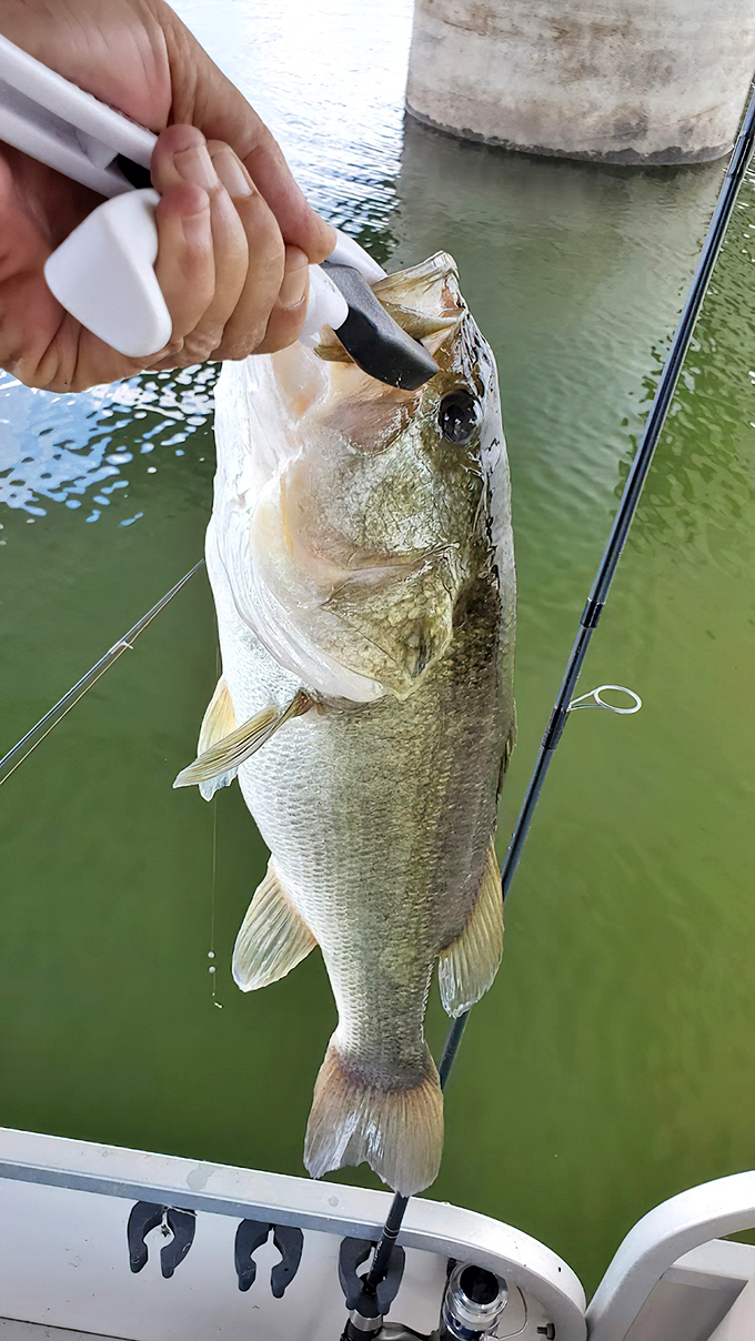 Trophy bass moment! The kind of catch that transforms fishing stories from exaggerations into humble understatements about "the one that didn't get away."