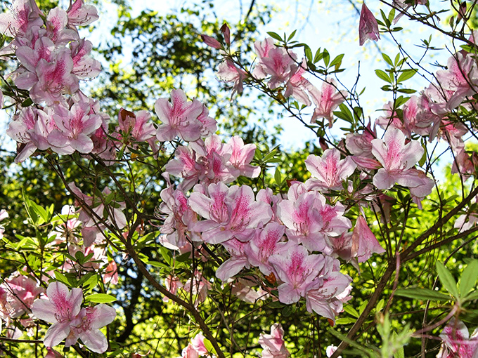 These delicate azalea blossoms don't just bloom &ndash; they perform, turning spring into a standing-ovation-worthy spectacle of pink perfection.