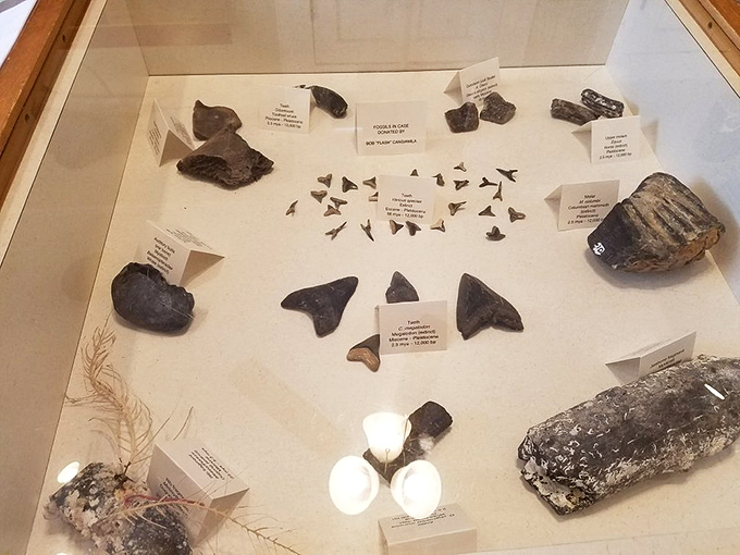 Ancient treasures from the deep! These fossils tell stories of Florida's underwater past, when prehistoric creatures ruled what would become Gasparilla's shores.