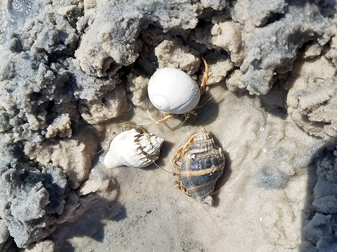 Tiny treasures reveal themselves to patient beachcombers. Nature's jewelry box spills open with each gentle wave&mdash;no credit card required.