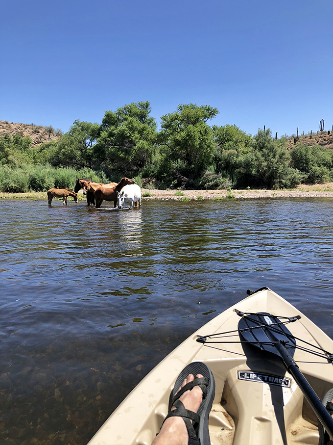 Wild horses finding their own desert refreshment. Nature's reminder that we're all just visitors in a landscape that belongs to many.