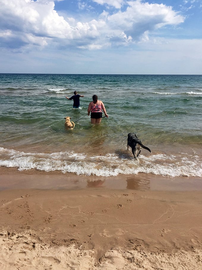 Wading into Lake Michigan's refreshing embrace while four-legged friends lead the way. The beach welcomes everyone, proving happiness is sometimes as simple as water and sand.