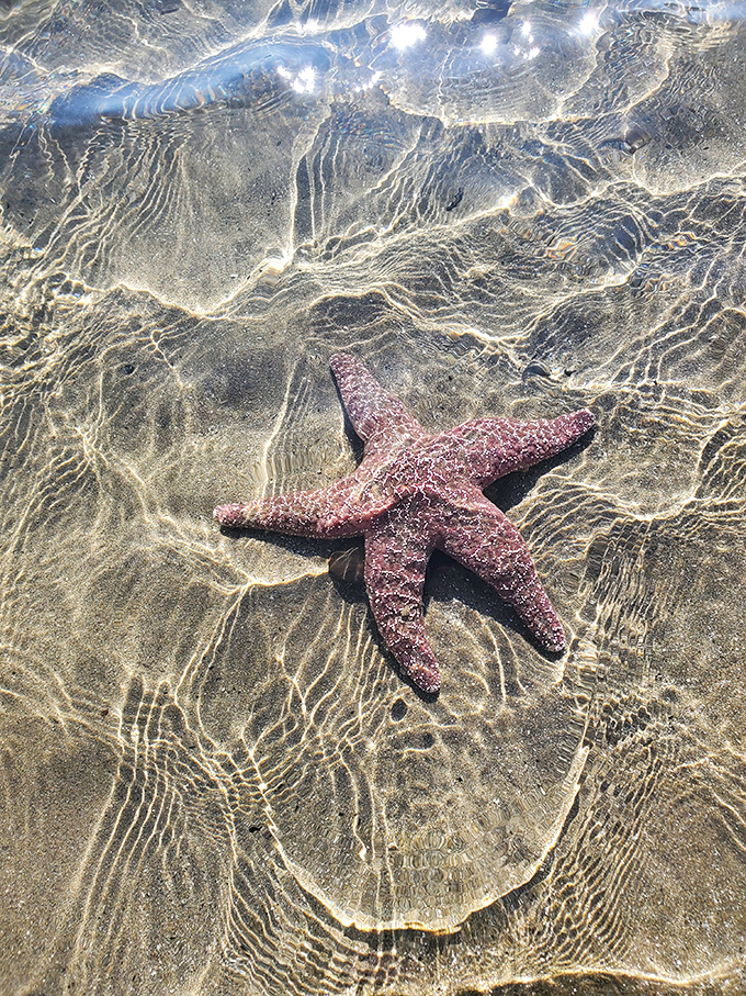 Ocean treasures revealed – this purple sea star, temporarily exposed by retreating tides, reminds us of the magic hiding beneath the waves.