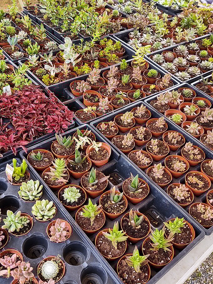 Succulent heaven for plant parents! These tiny potted treasures require minimal care but deliver maximum windowsill satisfaction.