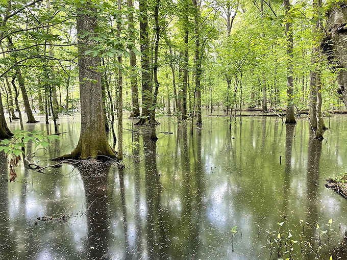 Mirror, mirror in the swamp &ndash; cypress trees admiring their reflections in nature's looking glass. Narcissism never looked so peaceful.
