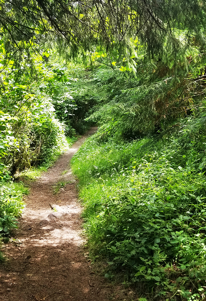 Verdant tunnels of green invite exploration along Ferndale's hiking trails, where dappled sunlight creates nature's own stained glass effect on the forest floor.