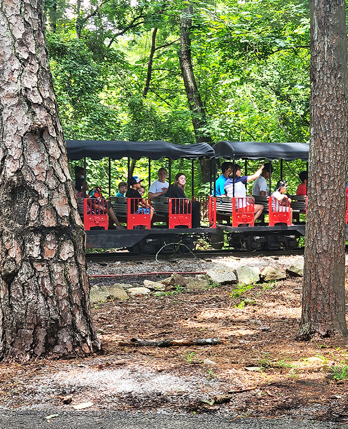 All aboard the mini-train at Noccalula Falls Park! Childhood joy isn't just for children when you're chugging through towering pines.
