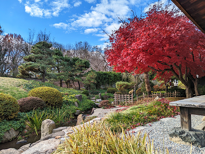Fall transforms the garden into nature's fireworks display, with that Japanese maple stealing the show like a diva who deserves the spotlight.