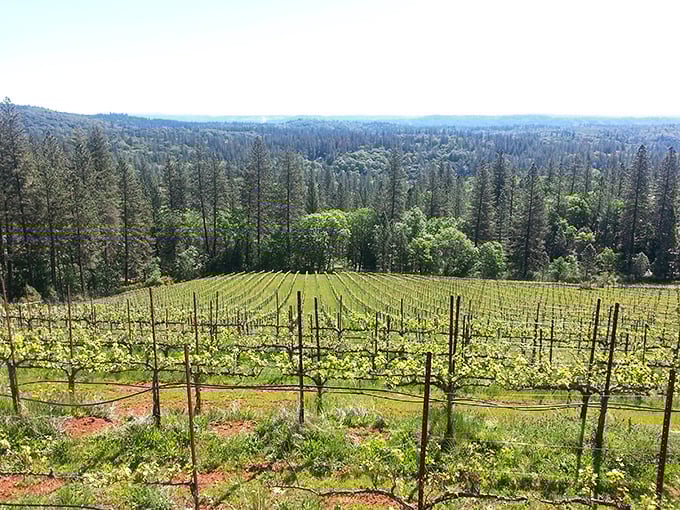 Rows of grapevines stretch toward the horizon, proving California's Gold Country discovered its true treasure was growing on vines all along.