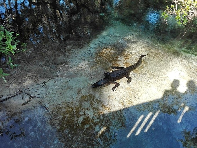 "Excuse me, you're in my sunbathing spot." Local residents have been enjoying these springs since before humans showed up with cameras.