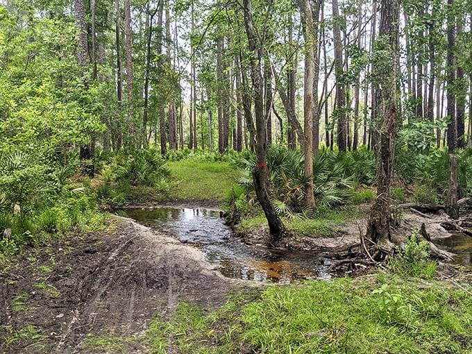 Where the wild waters dance! Big Shoals' creek creates nature's own water feature that no backyard could ever match.