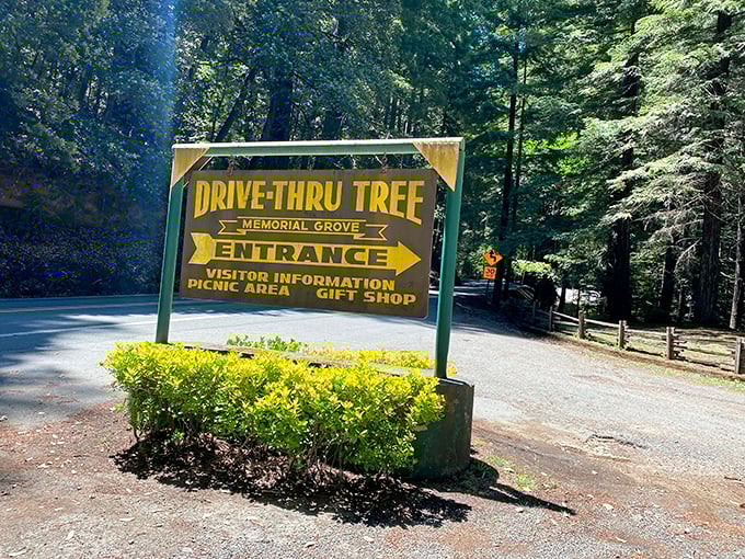 Nature's doorway! This ancient redwood has welcomed cars through its living trunk for generations of wide-eyed travelers.
