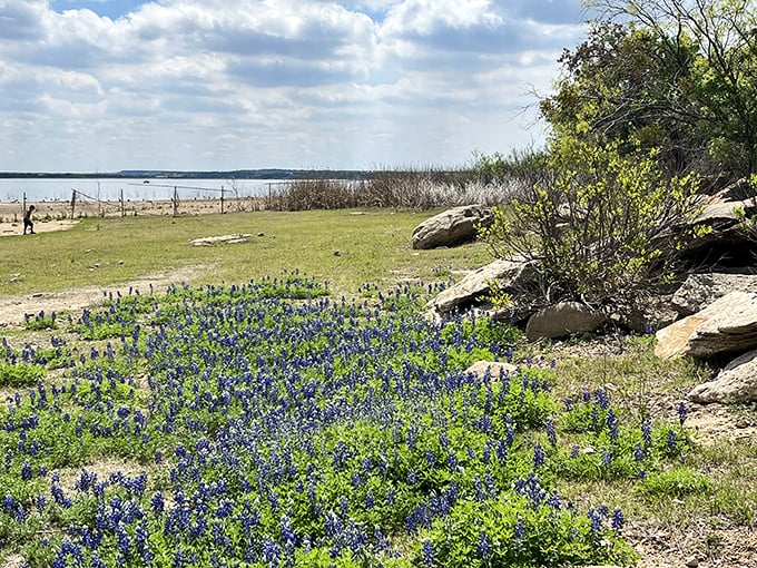 Bluebonnets carpet Lake Brownwood's shores like nature's welcome mat. Texas hospitality in flower form!