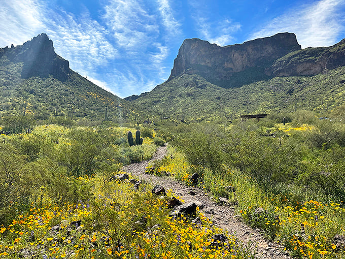 Wildflowers and saguaros frame the trail to Picacho Peak, creating a quintessentially Arizona landscape.