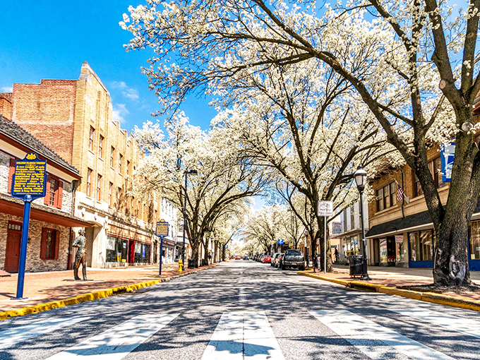 York's historic downtown bursts into bloom each spring &ndash; when flowering trees transform Main Street into nature's cathedral.