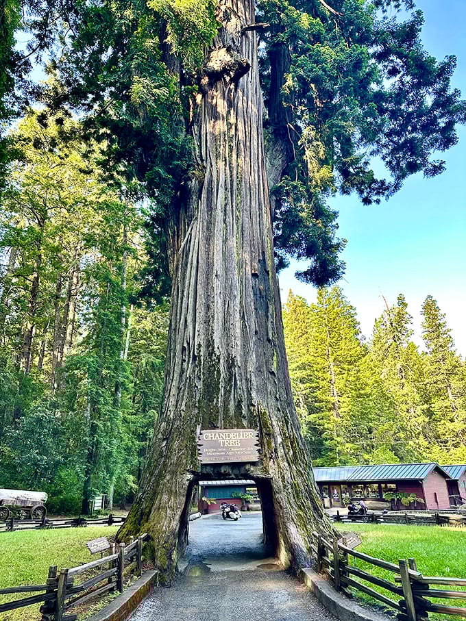 The Chandelier Tree stands tall despite having a car-sized hole in its middle &ndash; talk about making an entrance!