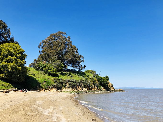 Protected bay beaches offer family-friendly swimming without the Pacific's bone-chilling temperatures and dangerous currents.