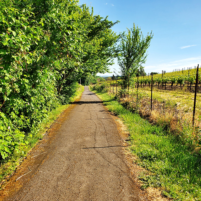 Vineyards stretch beyond Erratic Rock, where geology tells stories of ancient floods and glacial journeys.