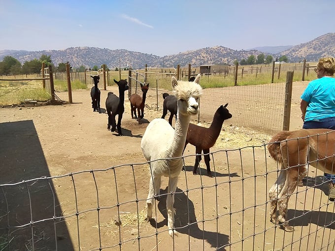 At local alpaca farms, these curious creatures eye visitors with expressions that say, "Yes, my haircut costs more than yours."