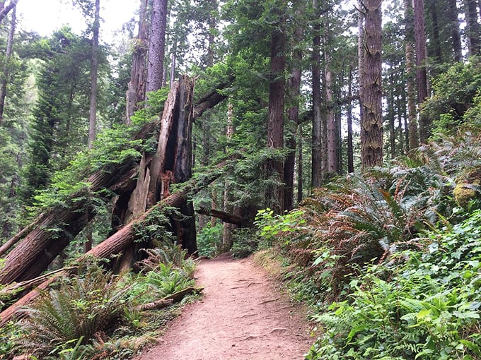 Arcata's Community Forest trails wind through second-growth redwoods. Nature's cathedral, where sunlight filters through like stained glass.