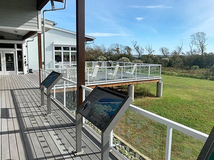 The Assateague Visitor Center's deck offers panoramic wetland views that remind you why preserving these natural spaces matters more than ever.