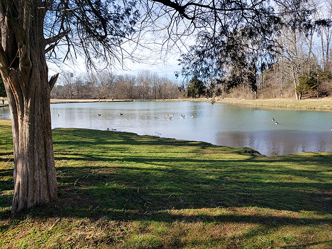 Athens Regional Park offers that perfect blend of serenity and accessibility&mdash;nature that doesn't require hiking boots or emergency rescue insurance.