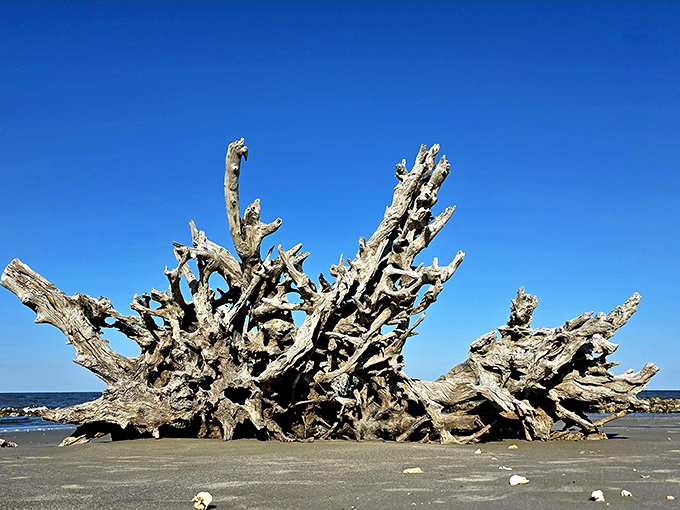 Mother Nature's masterpiece stands proudly against a brilliant blue sky, showcasing centuries of artistic collaboration between wind, water, and wood.